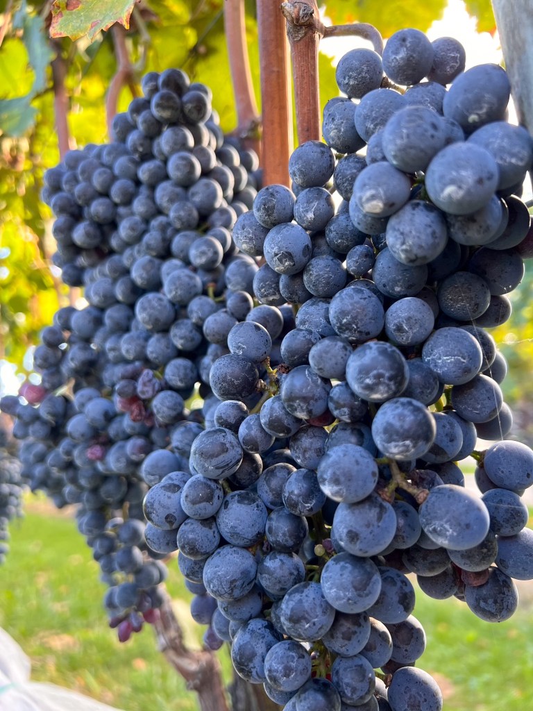 The Intricacies of Grape Breeding: Hybrid Grapes, Crossings, and Grape ...